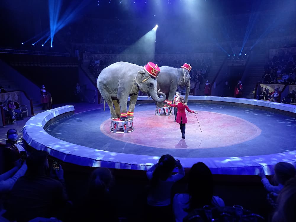 A unique circus show "Balagan" at the Great St. Petersburg State Circus ...
